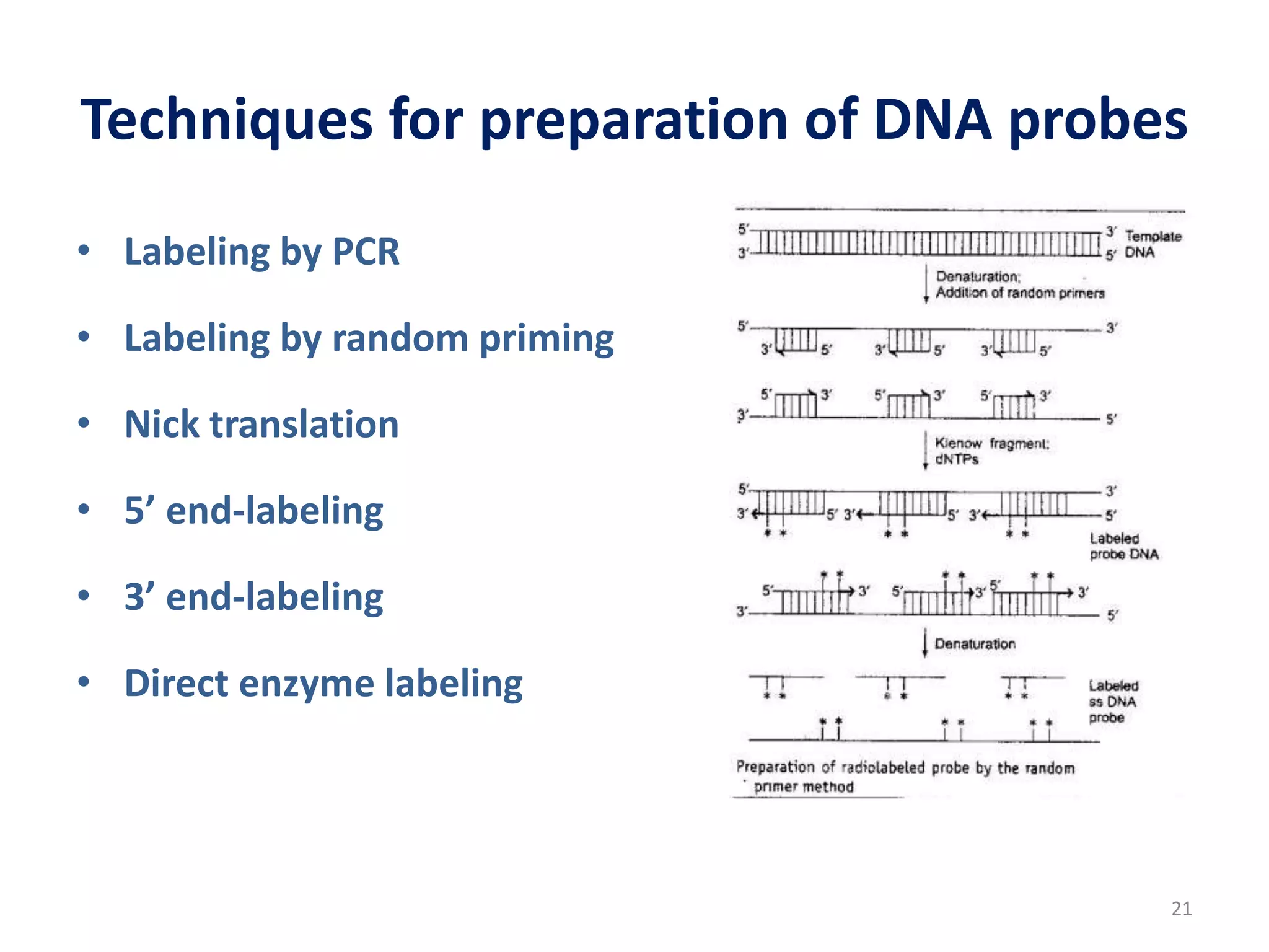 Lectut btn-202-ppt-l23. labeling techniques for nucleic acids | PPTX