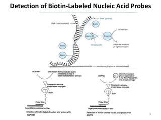 Lectut btn-202-ppt-l23. labeling techniques for nucleic acids | PPTX
