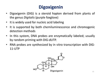 Lectut btn-202-ppt-l23. labeling techniques for nucleic acids | PPTX
