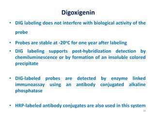 Lectut btn-202-ppt-l23. labeling techniques for nucleic acids | PPTX
