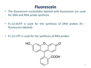 Lectut btn-202-ppt-l23. labeling techniques for nucleic acids | PPTX