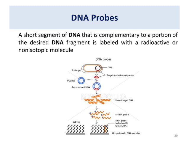 Lectut btn-202-ppt-l23. labeling techniques for nucleic acids | PPTX ...