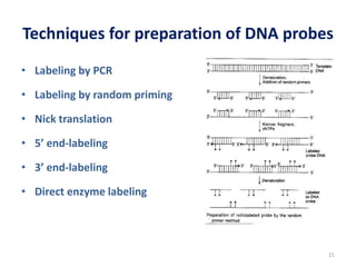 Lectut btn-202-ppt-l23. labeling techniques for nucleic acids | PPTX