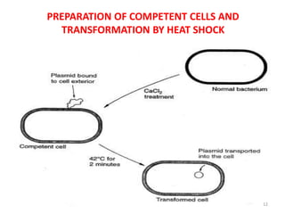 Lectut btn-202-ppt-l25. introduction of dna into host cells | PPTX
