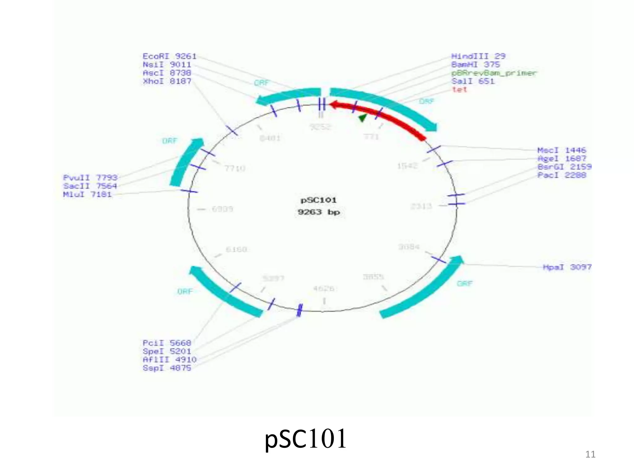 Lectut btn-202-ppt-l3. gene cloning and plasmid vectors (1) | PPTX