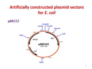 Lectut btn-202-ppt-l3. gene cloning and plasmid vectors (1) | PPTX