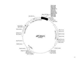 Lectut btn-202-ppt-l3. gene cloning and plasmid vectors (1) | PPTX