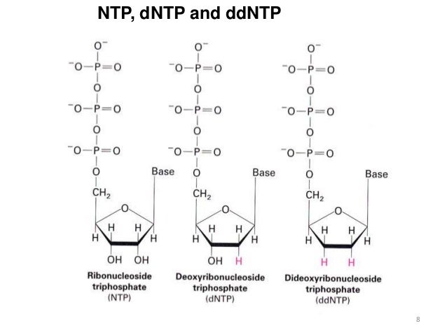 Lectut btn-202-ppt-l31. dna sequencing-i
