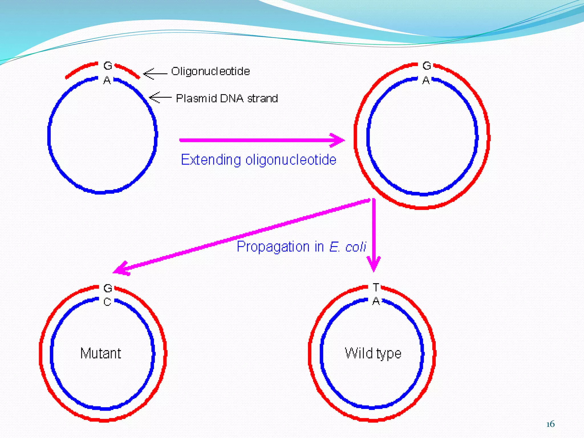 Lectut btn-202-ppt-l33. site-directed mutagenesis | PPTX