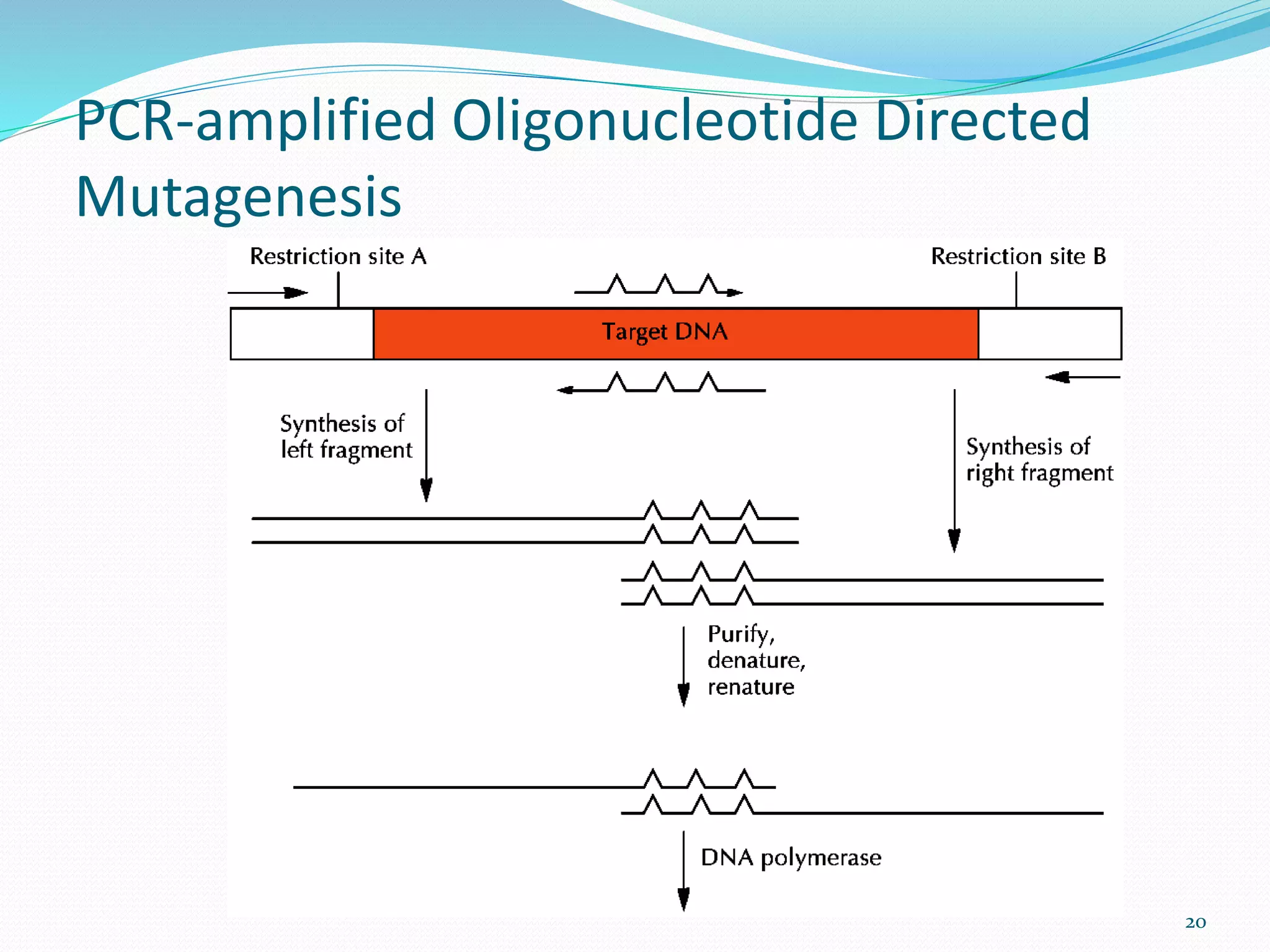 Lectut btn-202-ppt-l33. site-directed mutagenesis | PPTX