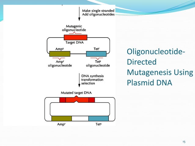 Lectut btn-202-ppt-l33. site-directed mutagenesis | PPTX | Genetics | Science