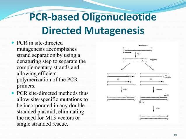 Lectut btn-202-ppt-l33. site-directed mutagenesis | PPTX | Genetics | Science