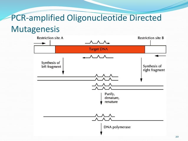 Lectut btn-202-ppt-l33. site-directed mutagenesis | PPTX | Genetics | Science
