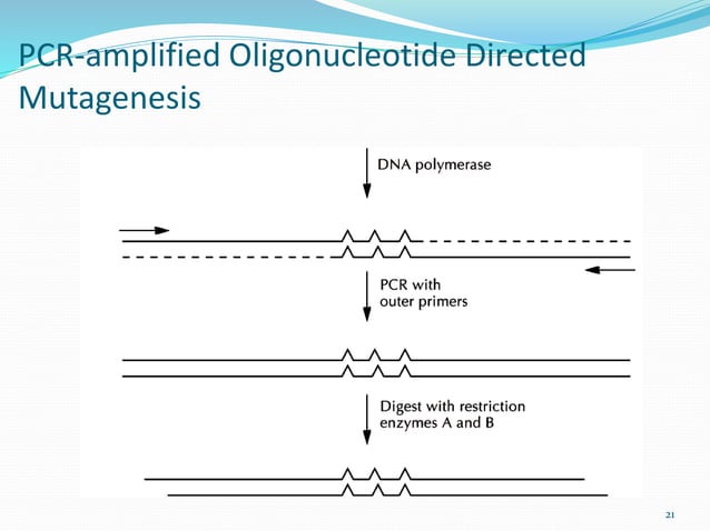 Lectut btn-202-ppt-l33. site-directed mutagenesis | PPTX | Genetics | Science