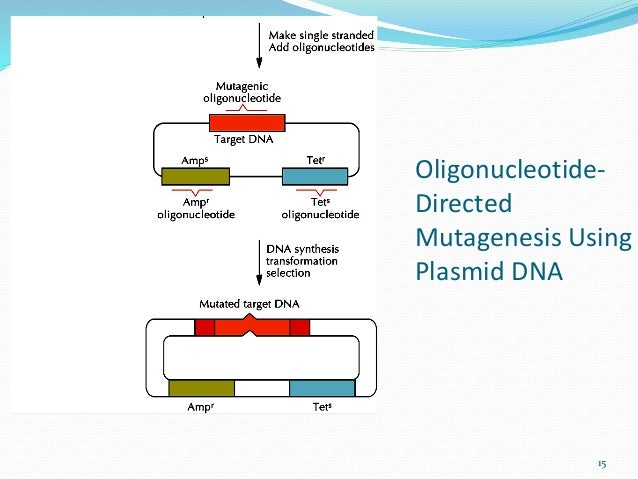 Lectut btn-202-ppt-l33. site-directed mutagenesis