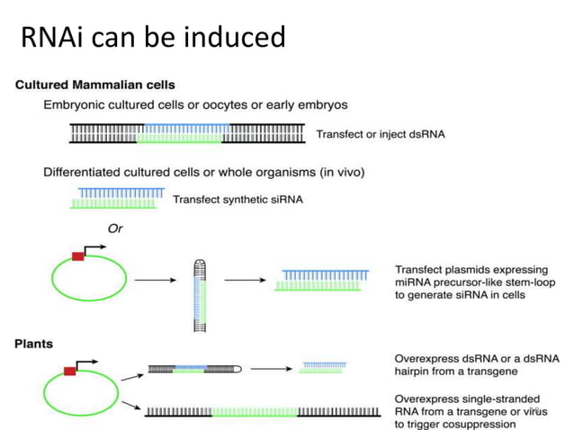 Lectut btn-202-ppt-l37. transgene silencing | PPTX
