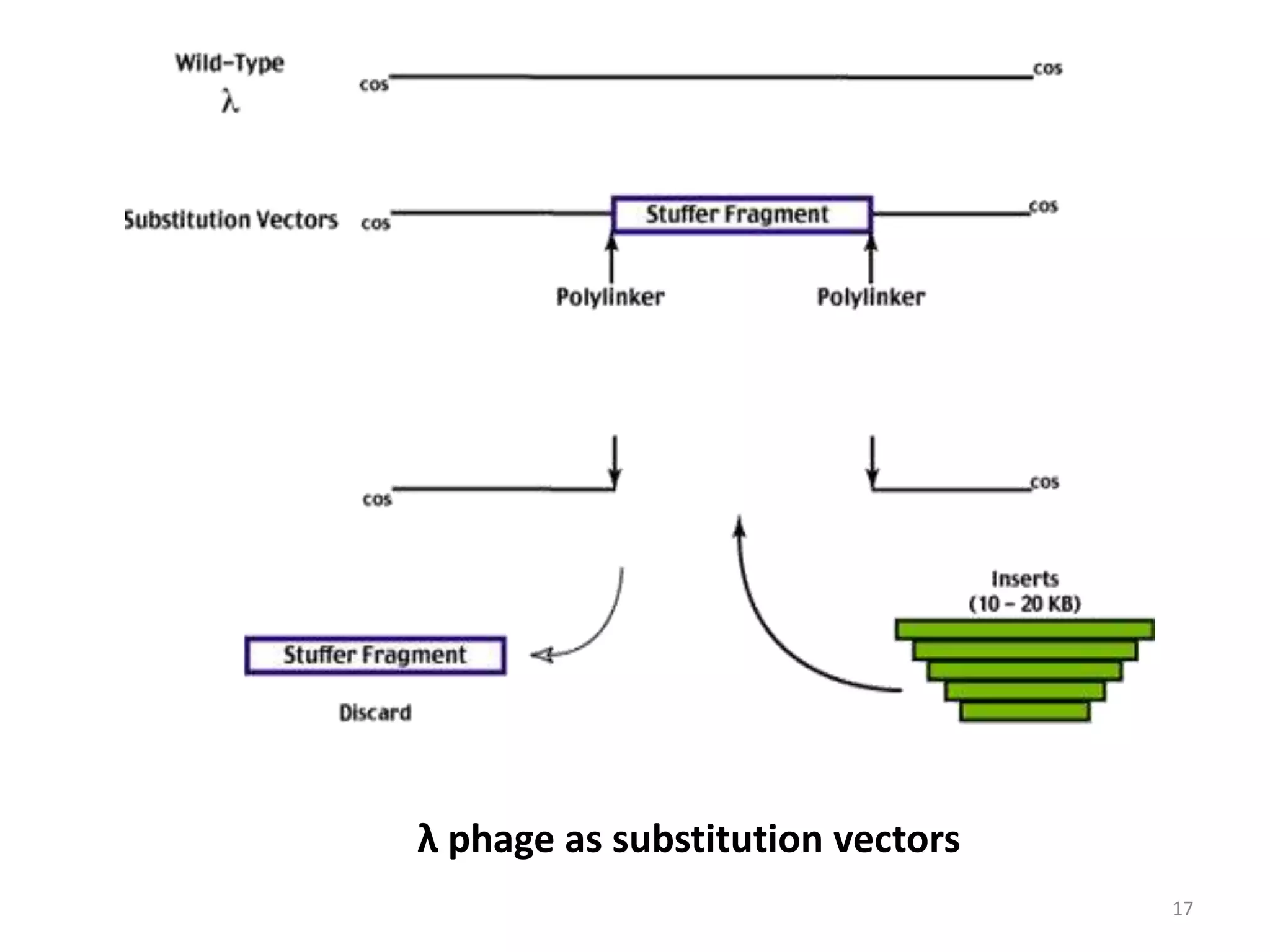 Lectut btn-202-ppt-l4. bacteriophage lambda and m13 vectors (1) | PPTX