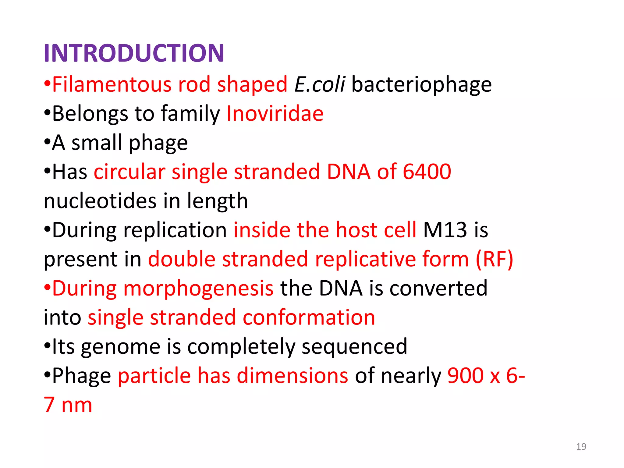Lectut btn-202-ppt-l4. bacteriophage lambda and m13 vectors (1) | PPTX
