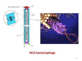 Lectut btn-202-ppt-l4. bacteriophage lambda and m13 vectors (1) | PPTX