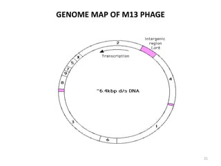 Lectut btn-202-ppt-l4. bacteriophage lambda and m13 vectors (1) | PPTX