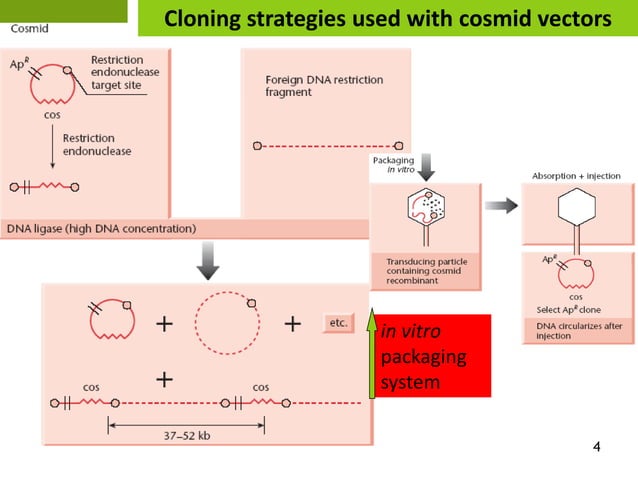 Lectut btn-202-ppt-l6. cosmids and phagemids | PPTX | Genetics | Science