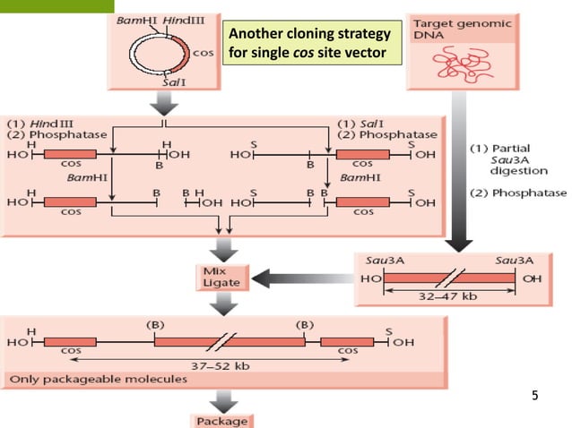 Lectut btn-202-ppt-l6. cosmids and phagemids | PPTX | Genetics | Science