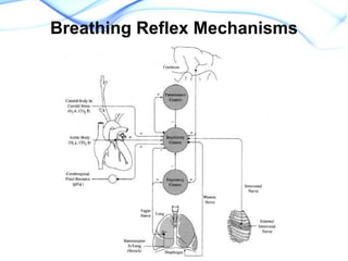 Measurements of the Respiratory System Principles | PPT