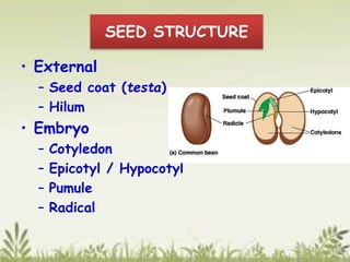 Seed and Seed technology | PPTX | Agriculture | Industries