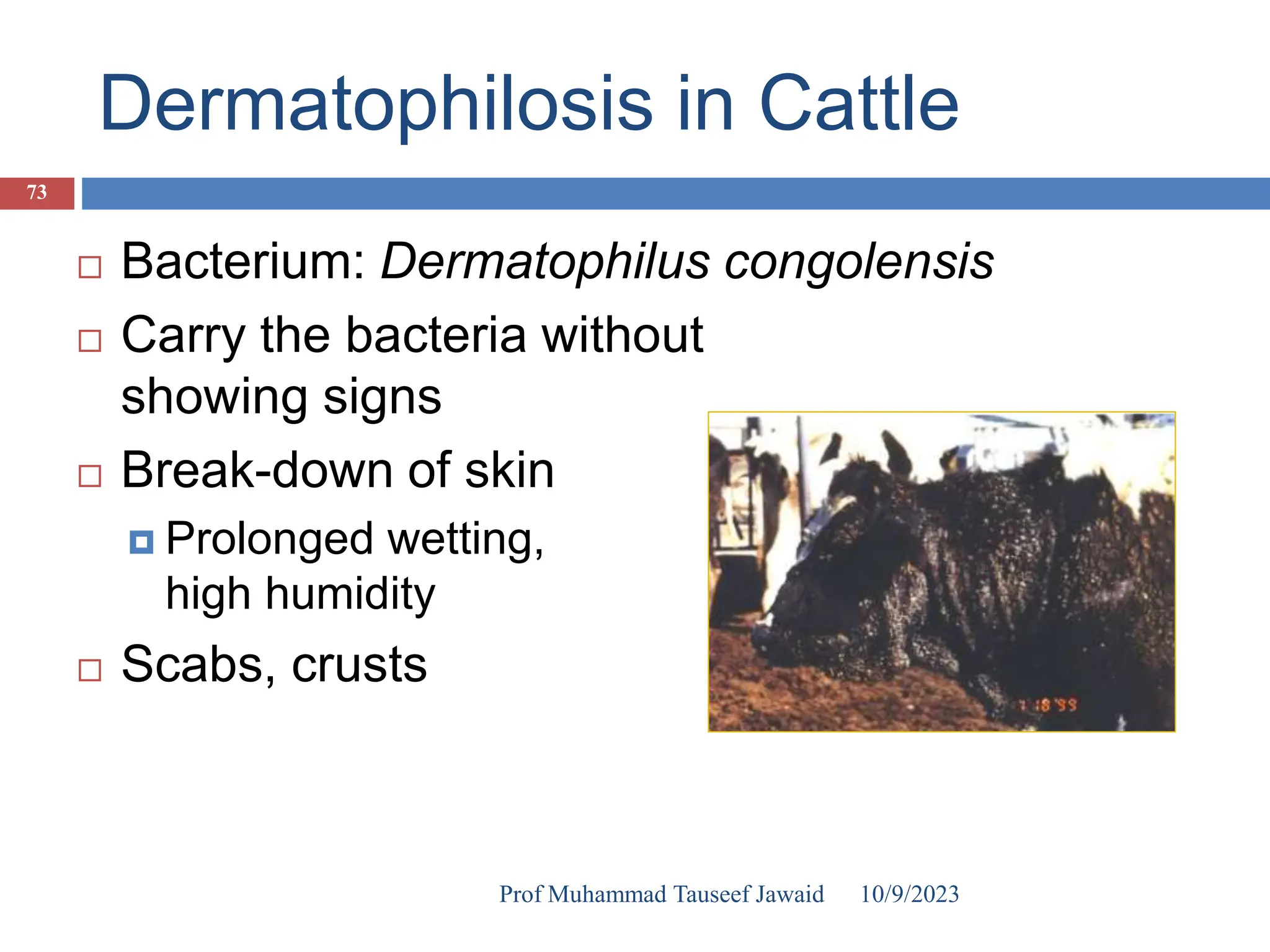 Zoonotic Diseases | PPT