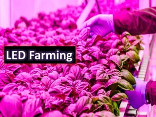 Led Farming | PPTX