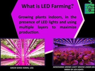 Led Farming | PPTX