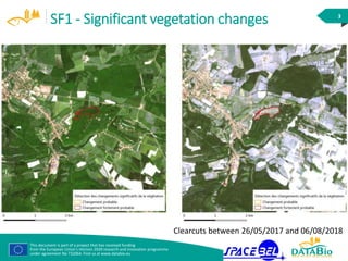 Forestry Pilot | PPT