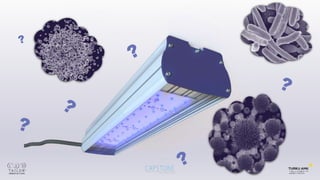 Led Tailor Capstone Pitch | PPTX