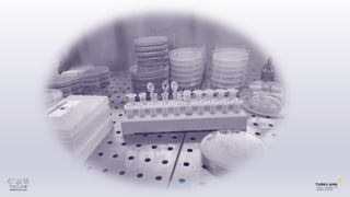 Led Tailor Capstone Pitch | PPTX