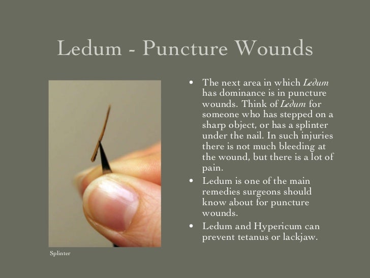 Home Remedies For Cat Puncture Wounds at Brian Bauer blog