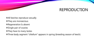 Leech | PPTX