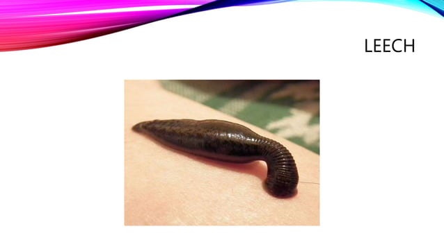 Leech | PPTX | Zoos & Aquariums | Attractions
