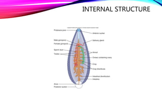 Leech External Anatomy