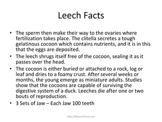 Leech Farming Guide | PPT | Zoos & Aquariums | Attractions