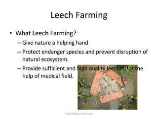 Leech Farming Guide | PPT