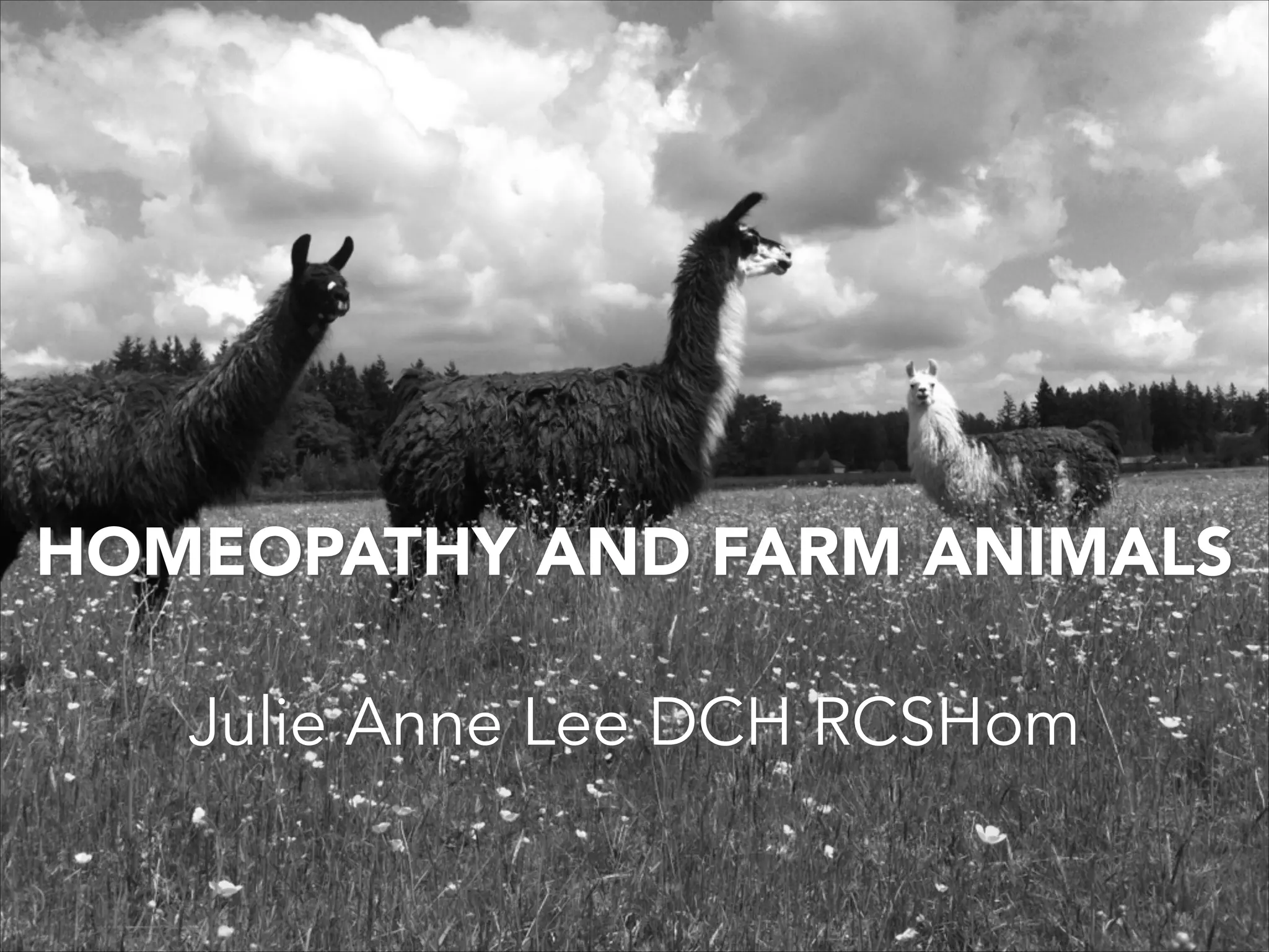The Role of Homeopathy in Farm Animals | PDF