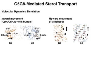 ABCG5/ABCG8: A Structural View on Sterol Transport | PDF