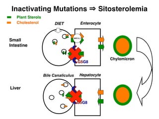 ABCG5/ABCG8: A Structural View on Sterol Transport | PDF