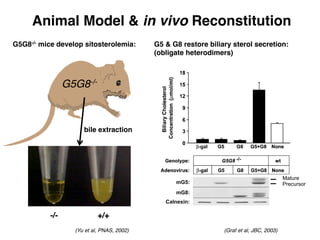 ABCG5/ABCG8: A Structural View on Sterol Transport | PDF