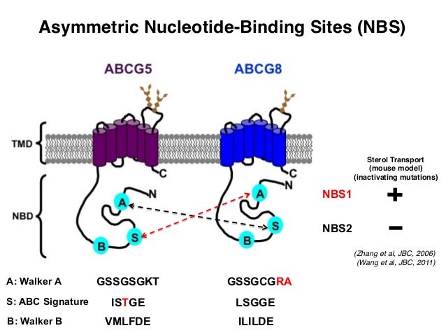 ABCG5/ABCG8: A Structural View on Sterol Transport