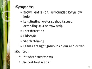 Economically Important Diseases of Leeks in Sri Lanka | PPTX