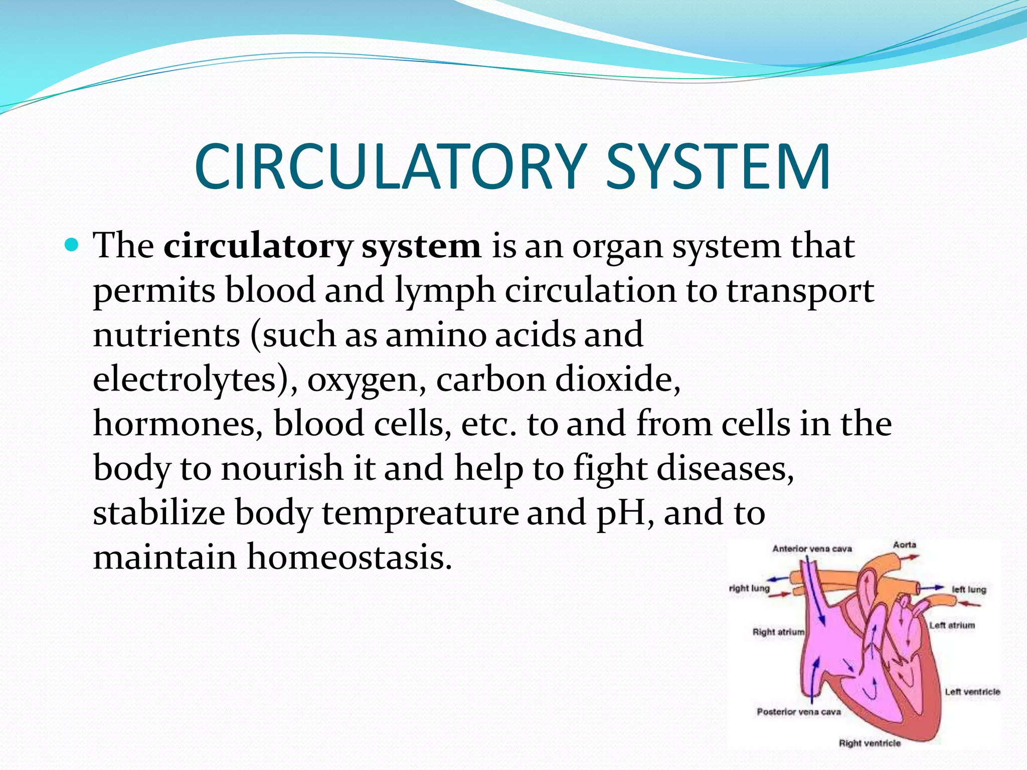Body Systems - Grade 4 | PPTX