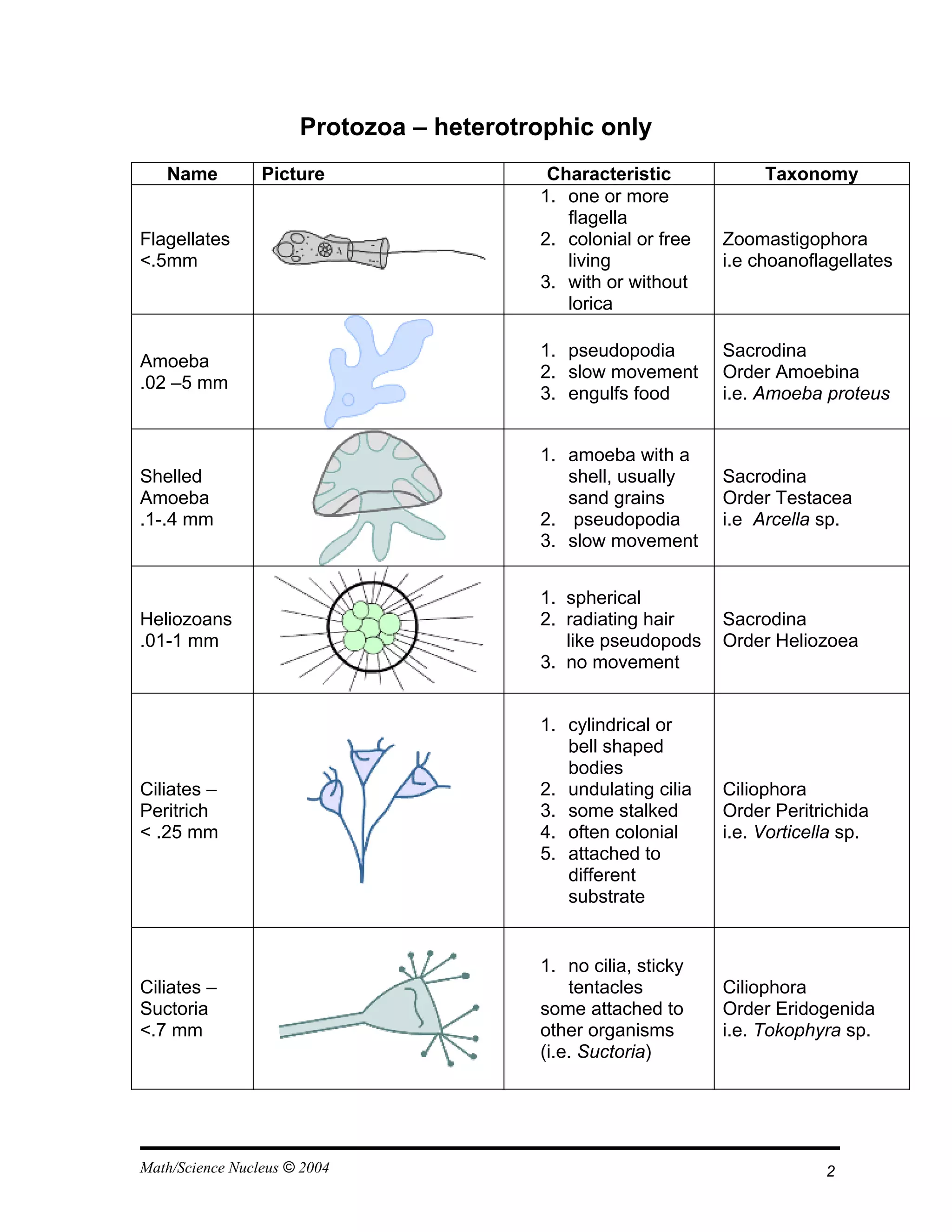 Leeuwenhoek's animalcules | PDF