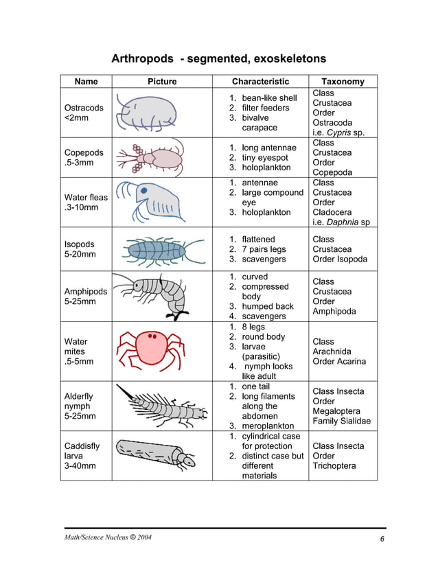 Leeuwenhoek's animalcules | PDF
