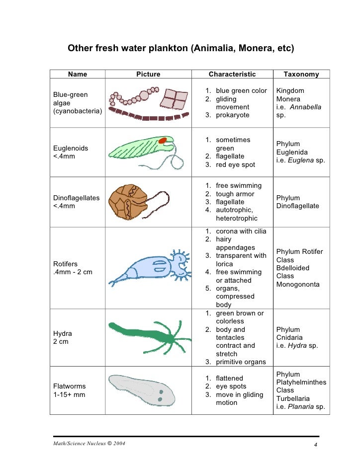 Leeuwenhoek's animalcules